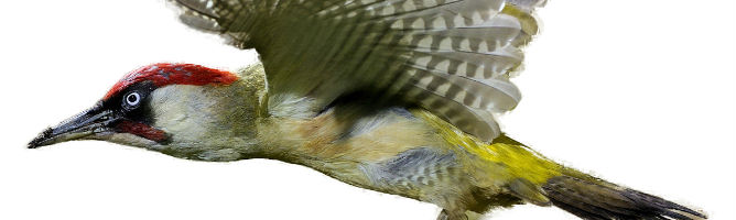 Solution Architect - Cyrus Parsa